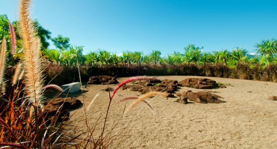 Highlights on endemic flora | Royal Park Properties Mauritius